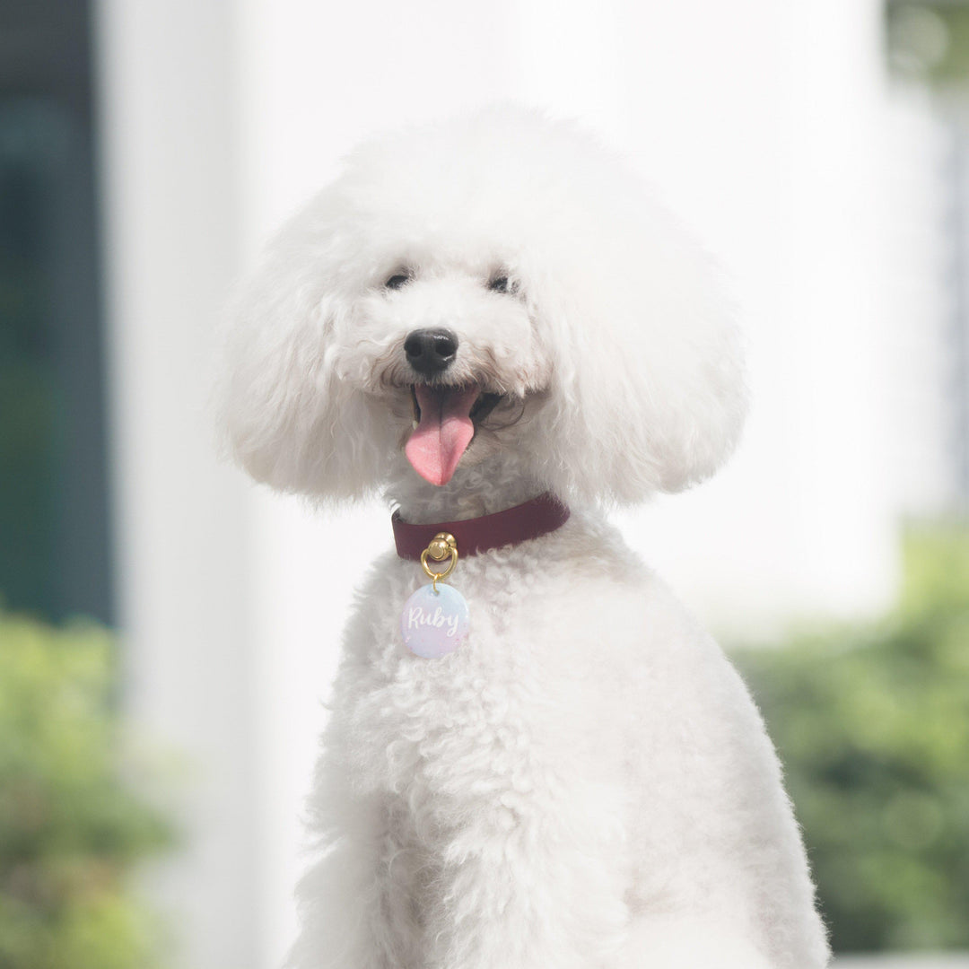 Standard 16mm Width (Small to Medium dogs) – The Sleek Hound